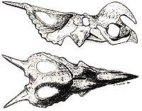 Einiosaurus Skull